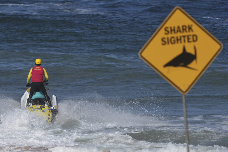 Shark kills beachgoer near Sydney | News, Sports, Jobs - Maui News